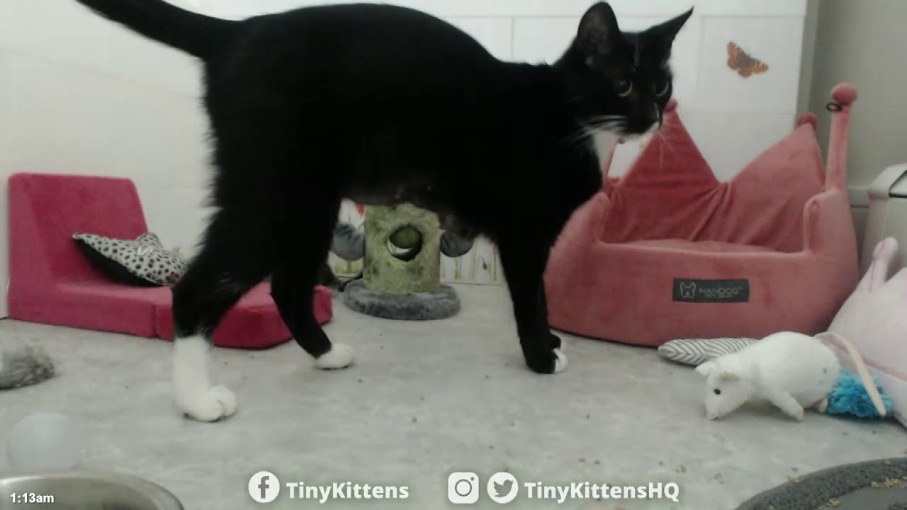 Kitten Zoomies with Bentley and Allie! TinyKittens.com - YouTube