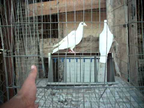 COMO AQUERENCIAR Y ENTRENAR PALOMAS MENSAJERAS - YouTube