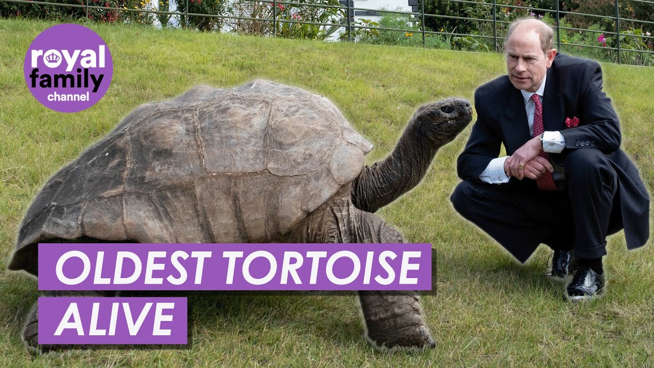 Prince Edward Comes Face to Face With Oldest Tortoise - YouTube