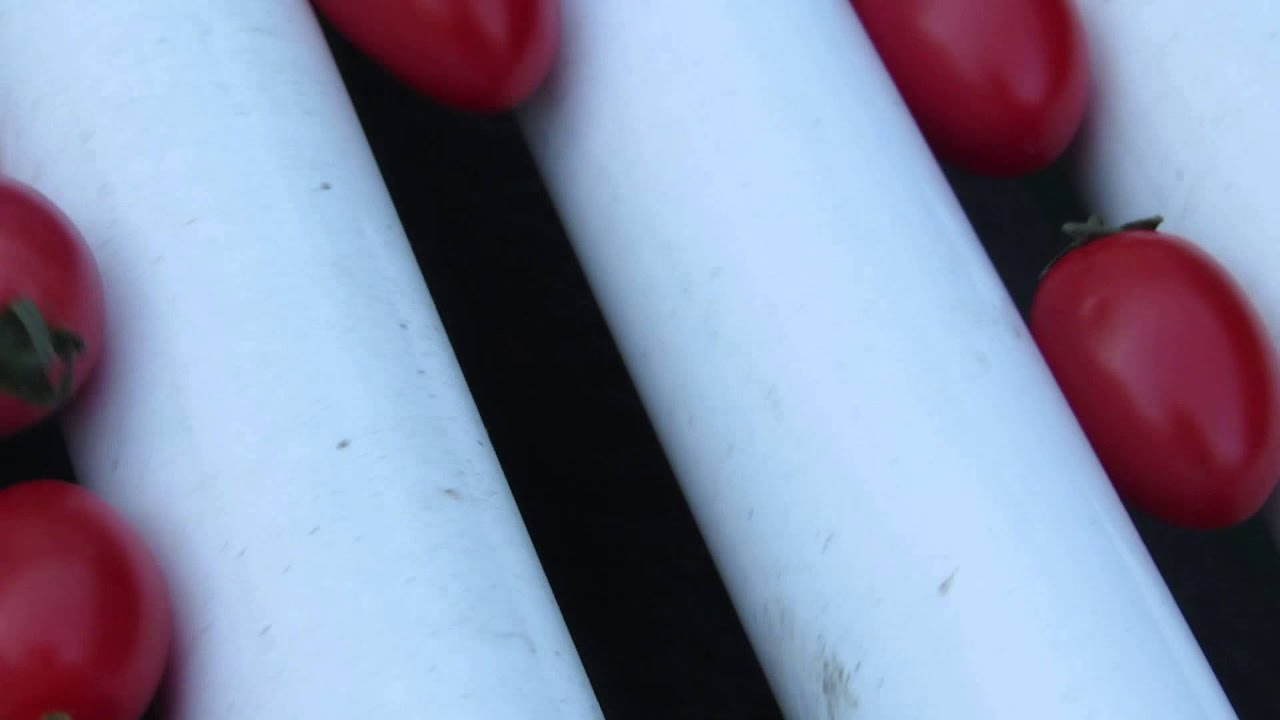 tomato grading machine - YouTube