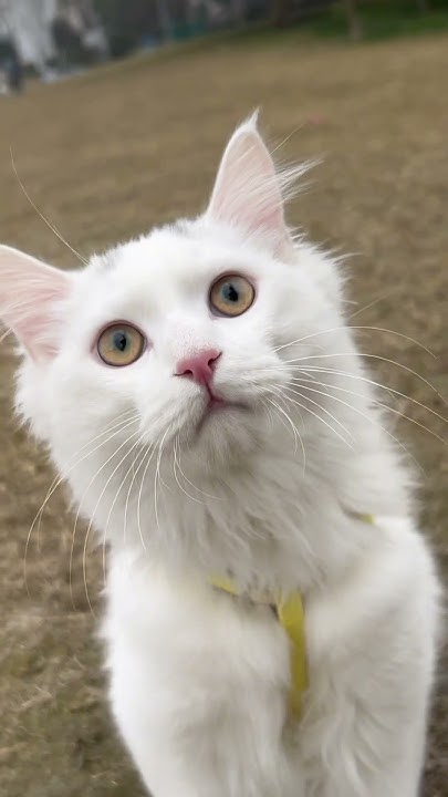 第一次出门的猫咪,结局让我大吃一惊 Cat Kittten Youtube