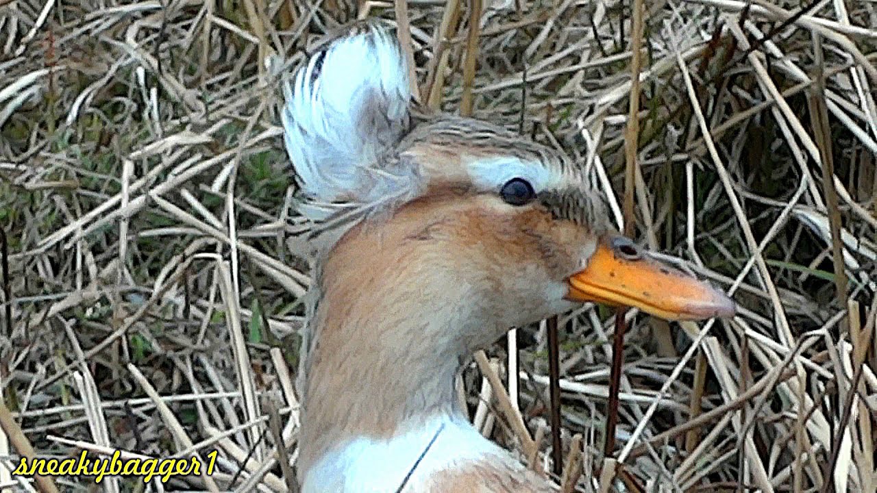 Guinea Fowl & Crested Ducks - YouTube