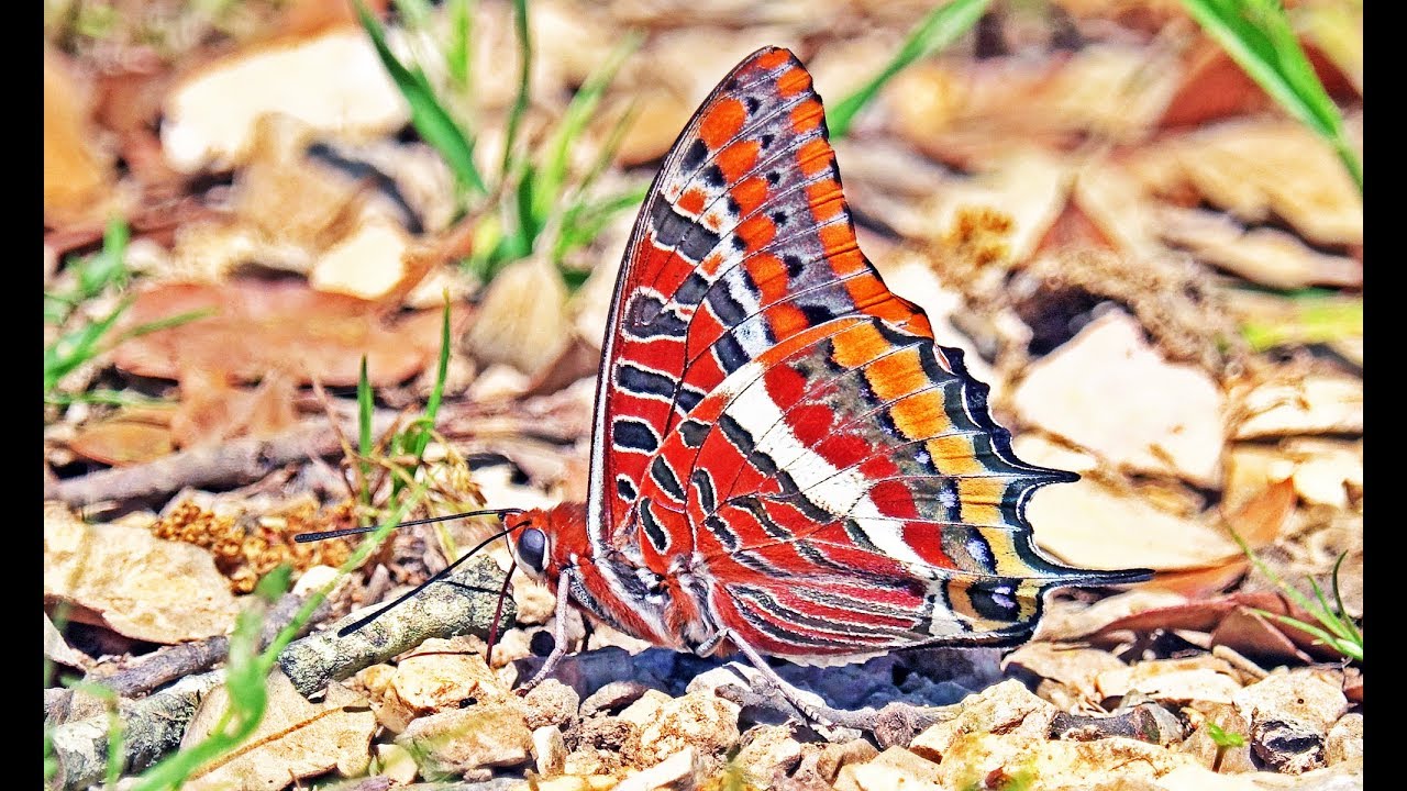 Beautiful Butterflies Borboletas de Portugal - YouTube