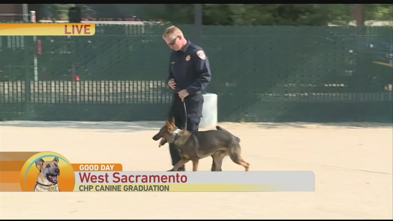 CHP Canine Graduation - YouTube
