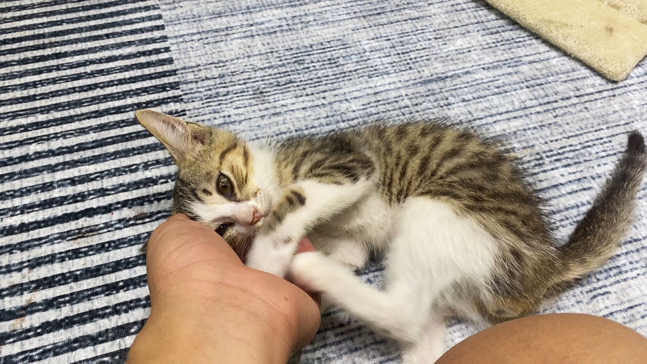Pomegranate cat loves to caress and cuddles - YouTube
