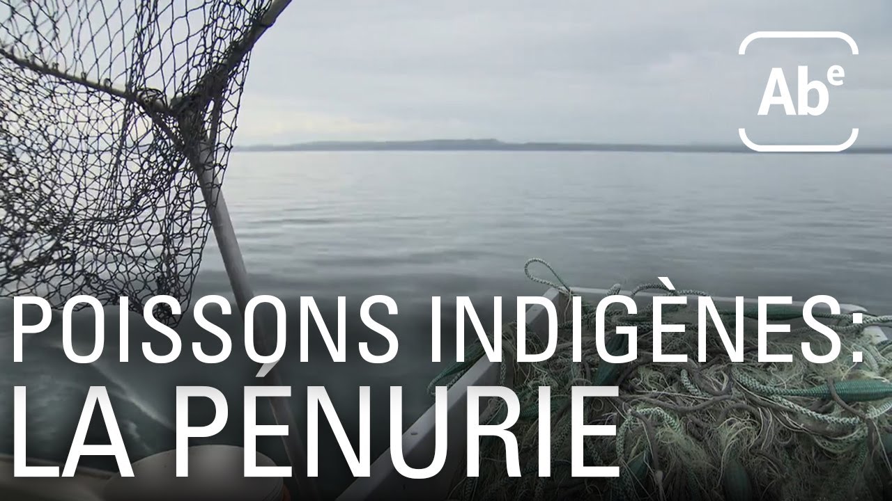 Poissons de nos lacs, en danger. ABE-RTS - YouTube