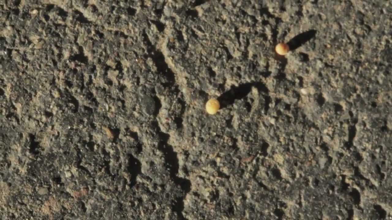 Jumping Galls: tiny tiny wildlife - YouTube