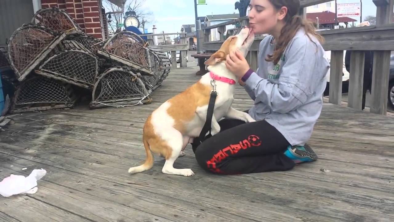 Charity for Adoption from Ruff House Rescue - YouTube