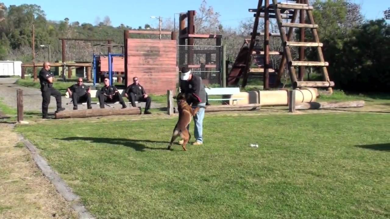 K9 Dogs Training - Teaching a bark on person - YouTube