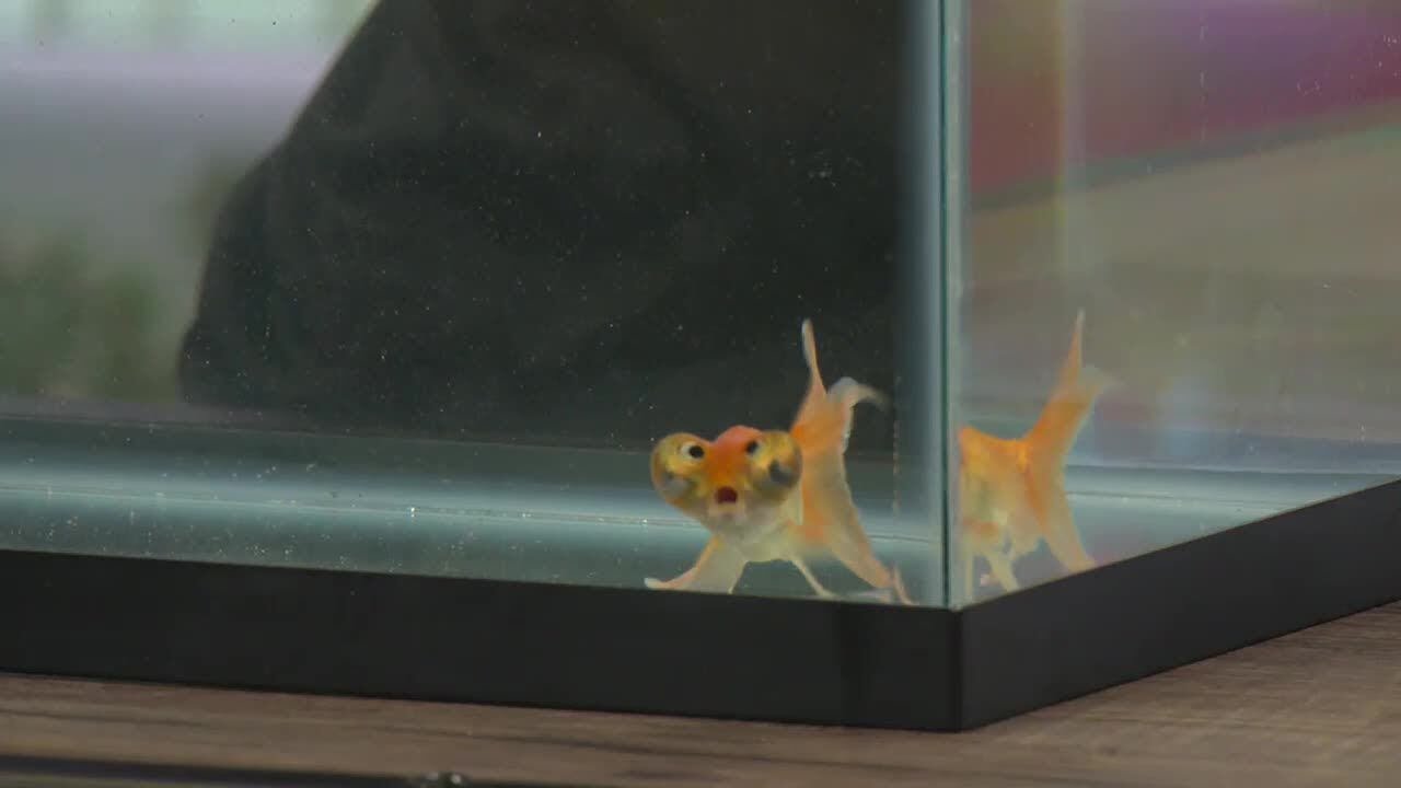 Viral fish at Pet Expo - YouTube