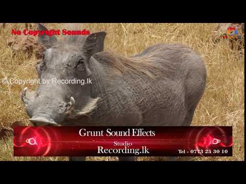 Grunt Sound Effects No Copyright - YouTube