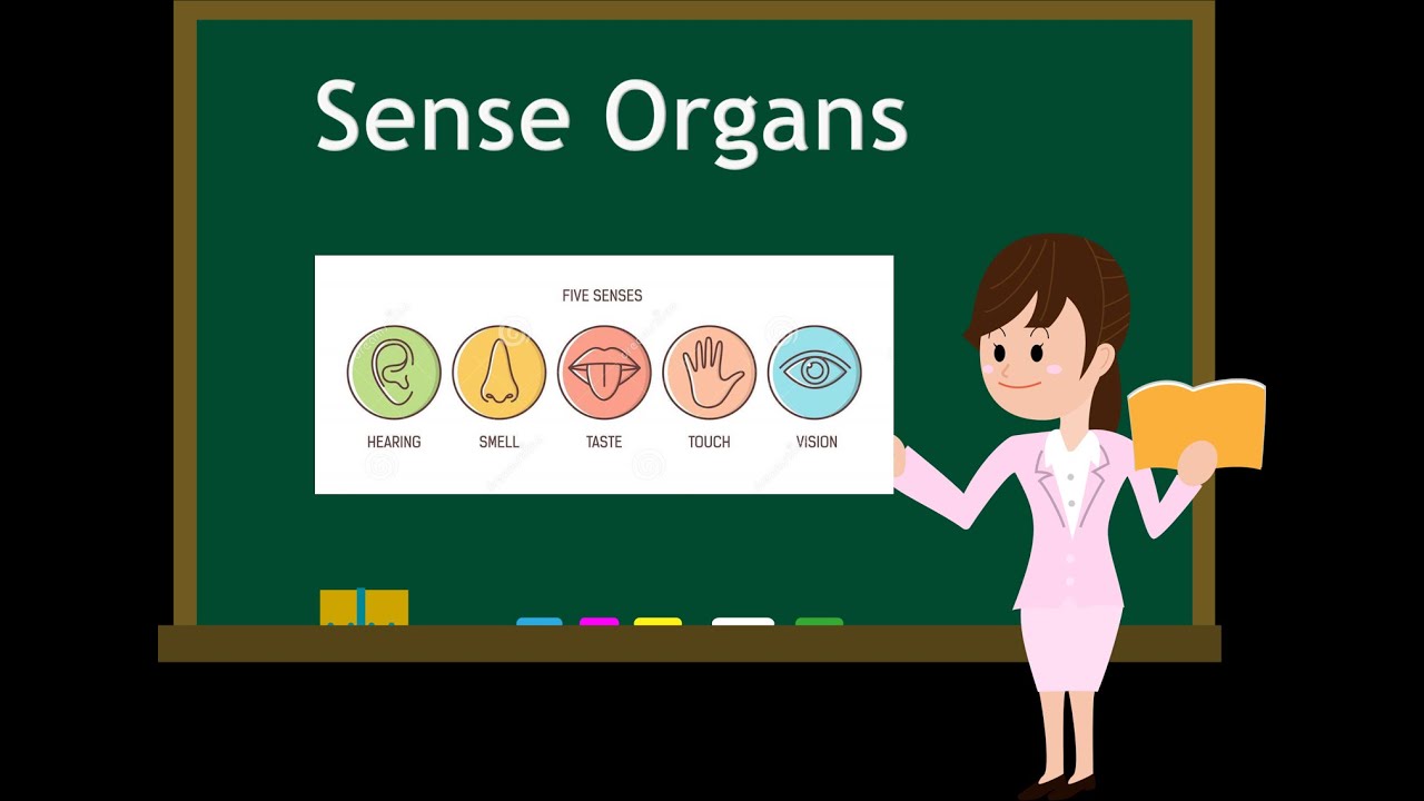 Sense Organs | Learn About Sense Organs | Educational Video | Video for ...