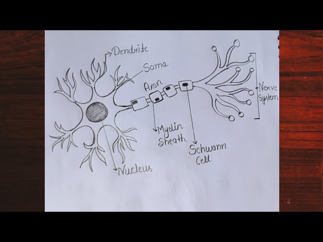 Nerve Cell Drawing Without Label Forms Of Nerve Cells, Also Called As
