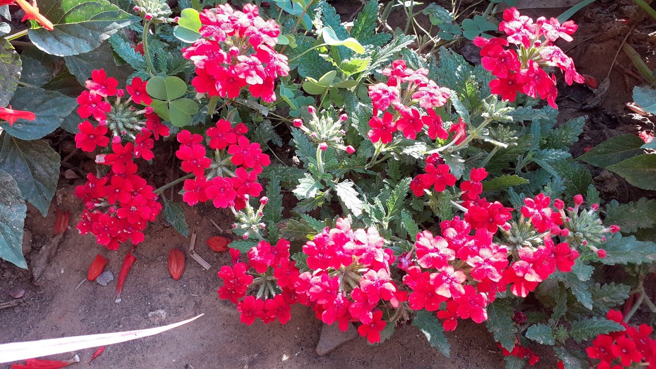 All About Verbina. How to grow and care verbina plant. - YouTube