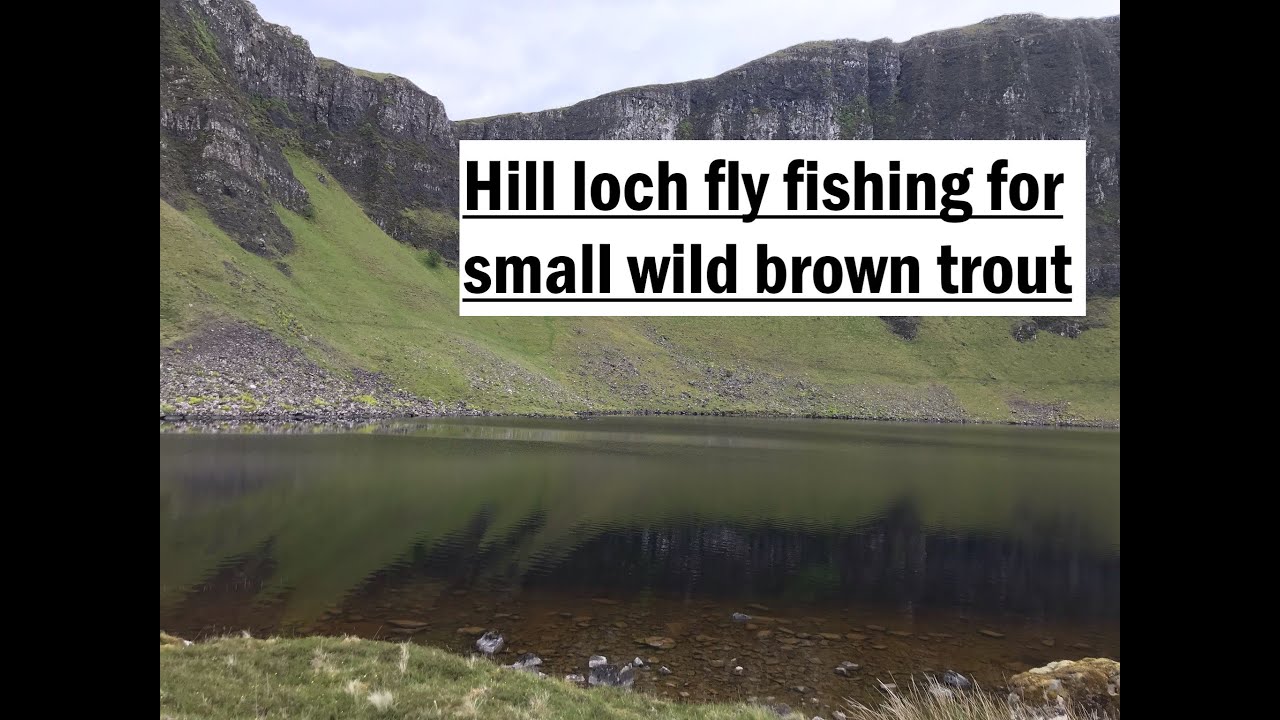 Fly fishing for free rising small wild brown trout on a stunning hill ...