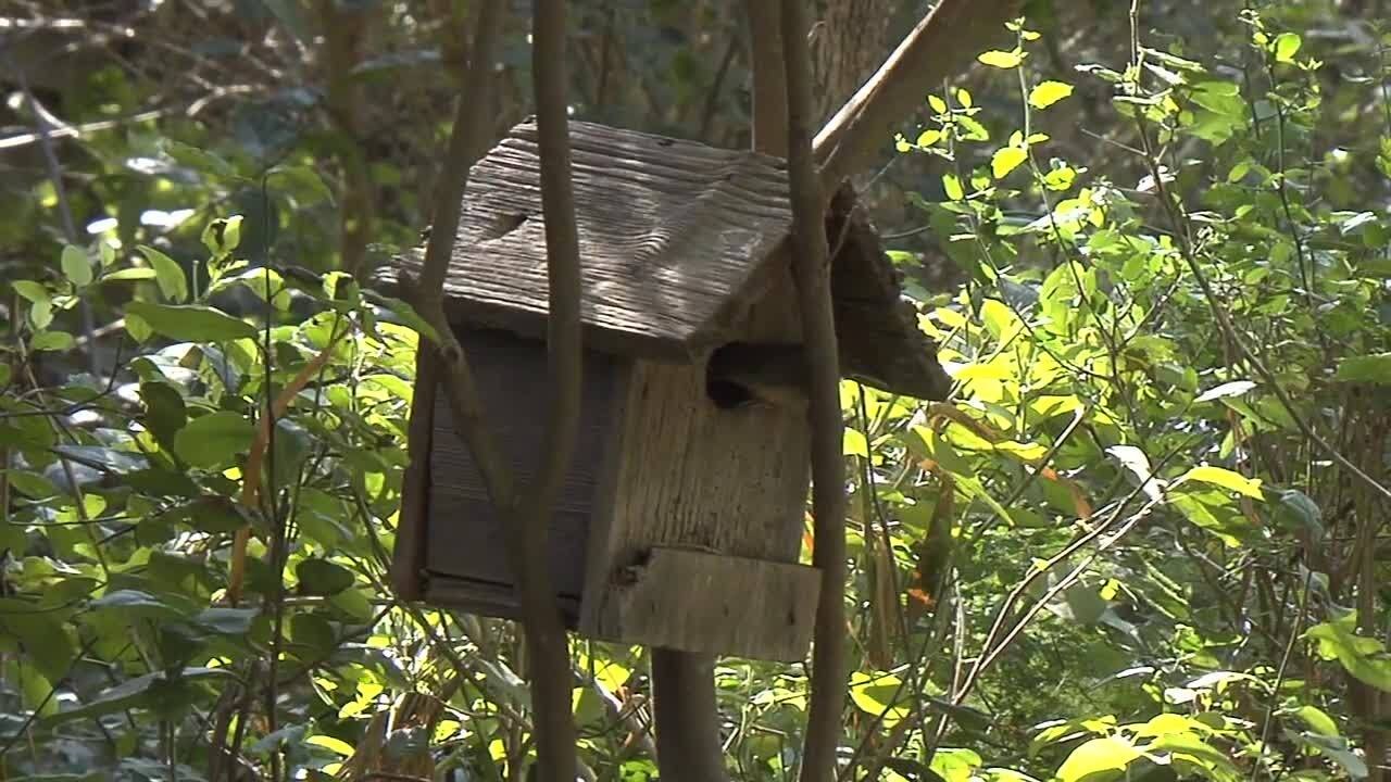 Richard Moore Outdoor Report: Wandering Wrens - YouTube