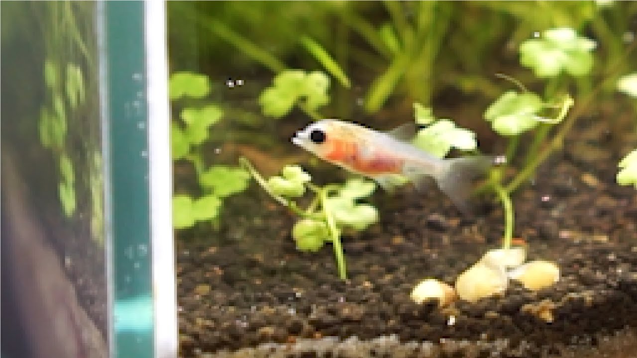 goldfish :) - YouTube