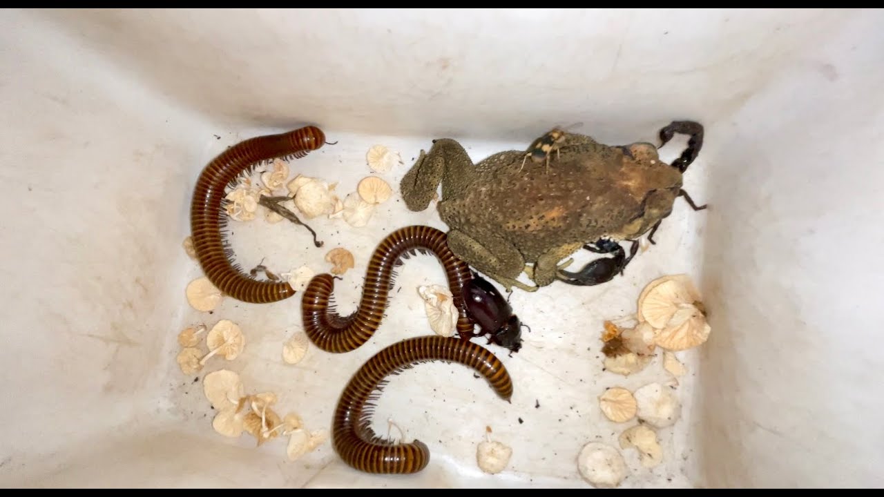One Gray Father Toad | One Boom Beetle and Fold-up Giant Millipedes ...