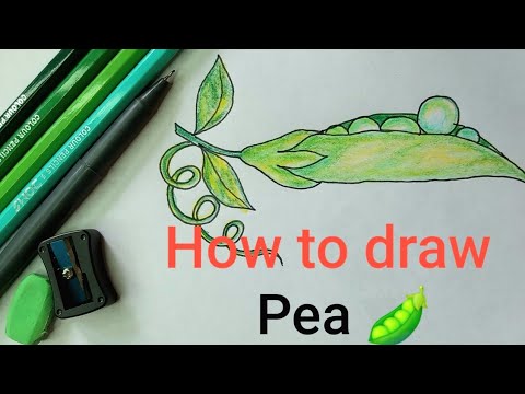 Learn How to Draw a Cute Pea 🫛 in Just Minutes! | Step-by-Step Guide ...