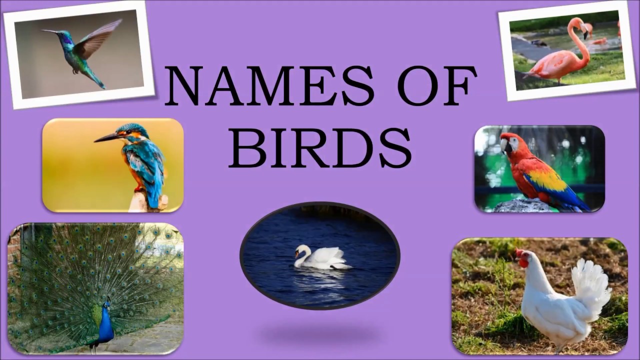 Names of birds for Kids | Names of birds for Children | Learn Birds ...