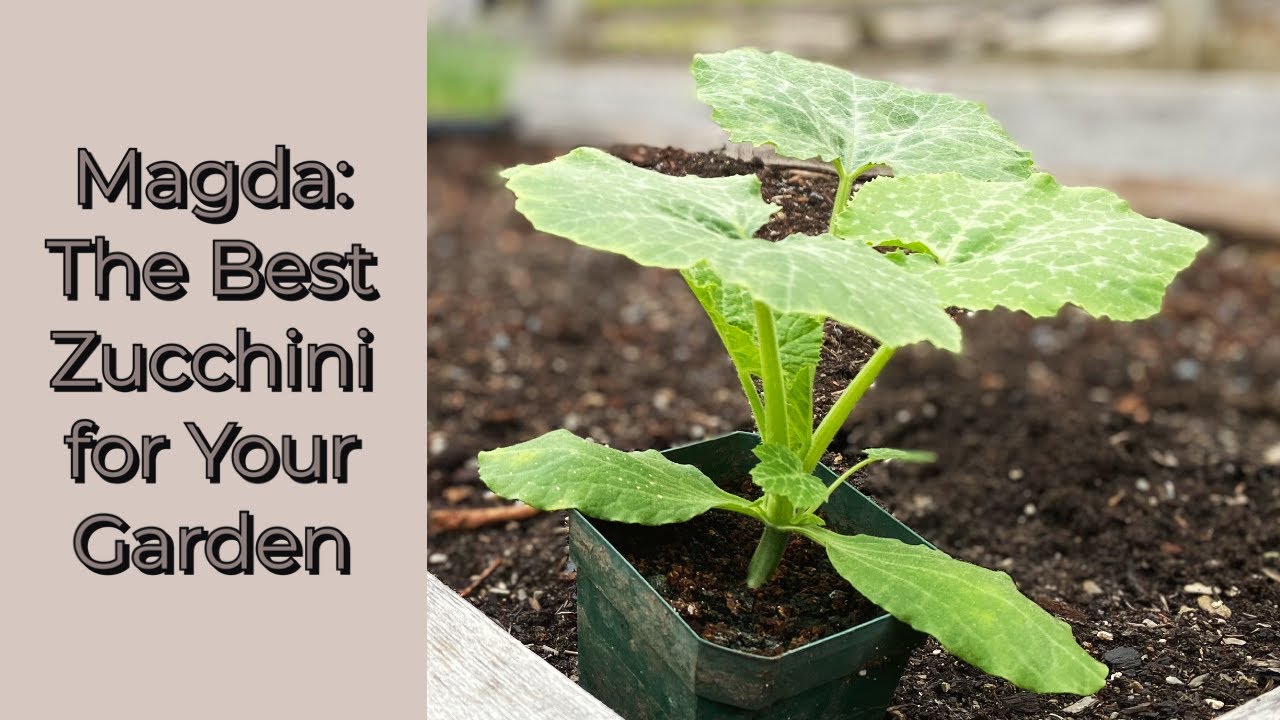 Discover the Delightful Taste of Magda Zucchini: The Creamiest Zucchini ...