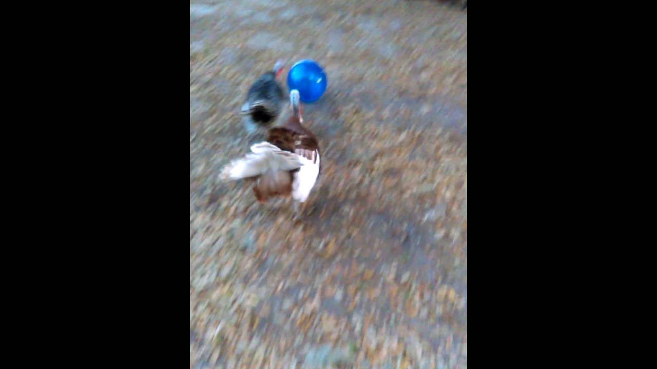 Turkey kick ball - YouTube