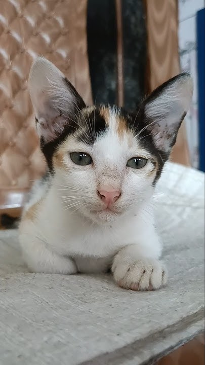 Jiska koi nehi hota🥹(রসগোল্লা)🤫#foryou #shorts #cat #funny #viral - YouTube