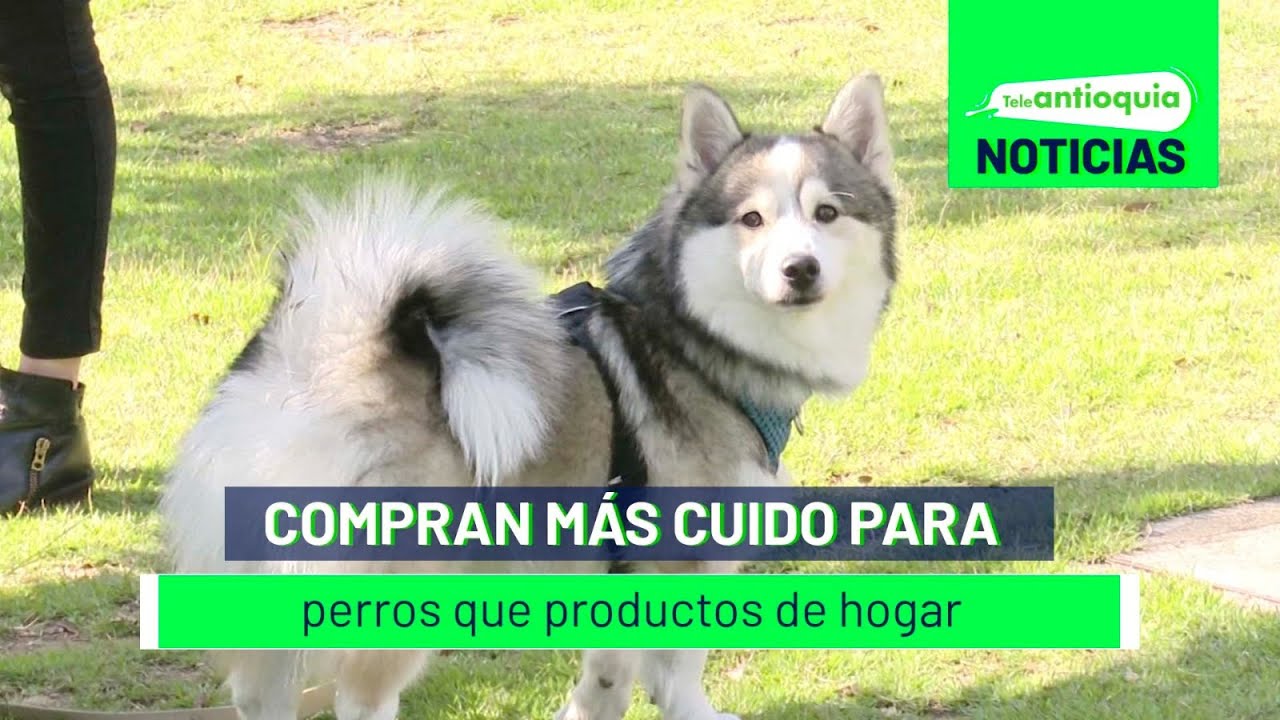 Compran más cuido para perros que productos de hogar - Teleantioquia ...