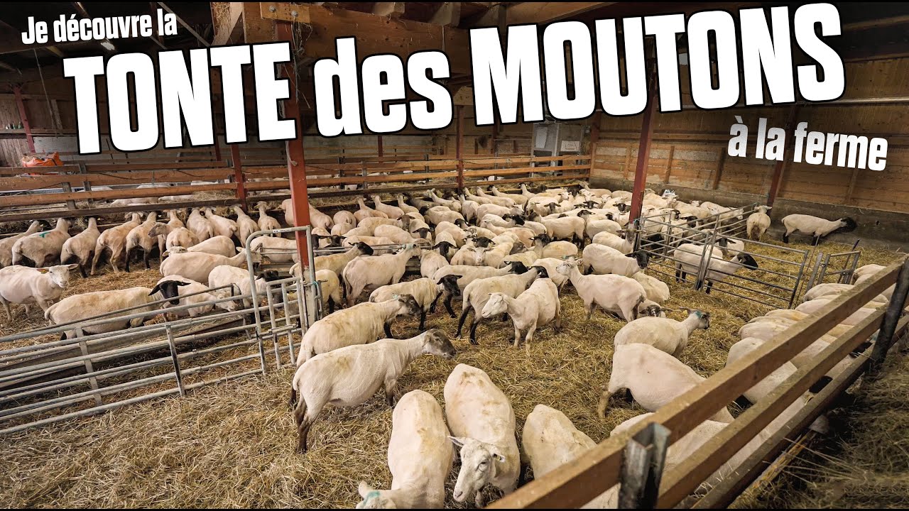 🐑 TONTE des MOUTONS à la FERME ! ️ - YouTube
