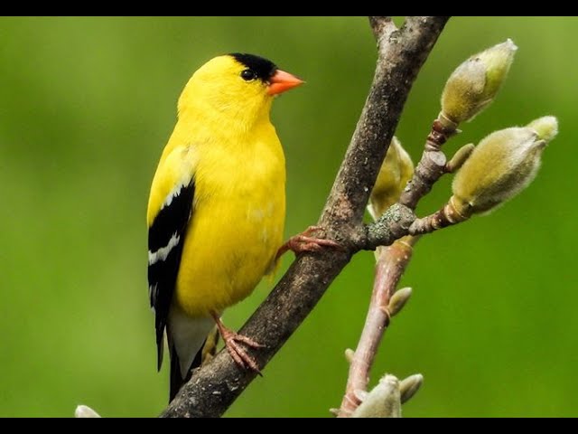 Yellow Finch Bird British Finches: How To Identify And Where To See
