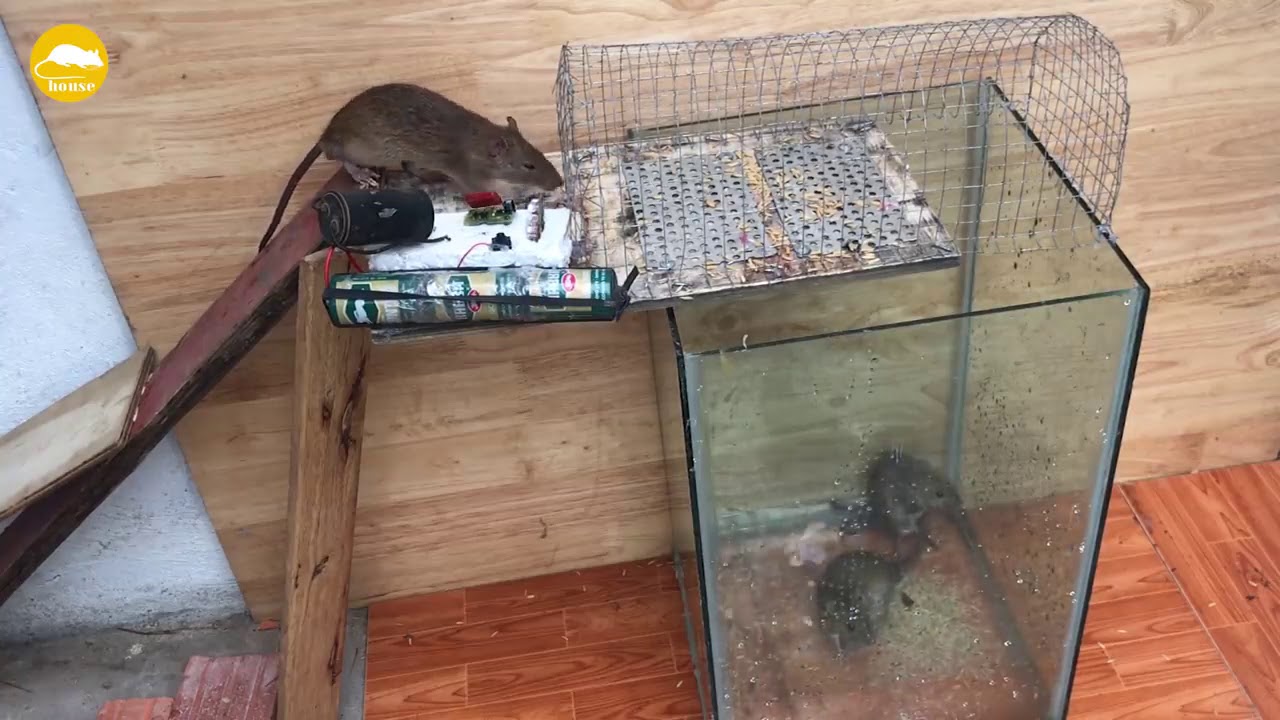 Electric Rat Trap Water π 2 Mice In Trapped 1 Hour π Mouse Rat Trap π