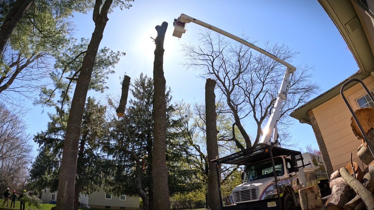 Removing BIG Trees Dangerously Close To Customers House - YouTube