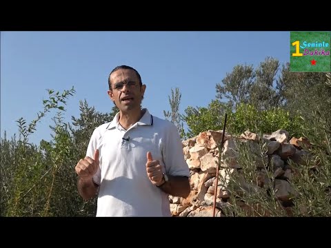 Ağaçlarda Fosfor Eksikliği Belirtileri