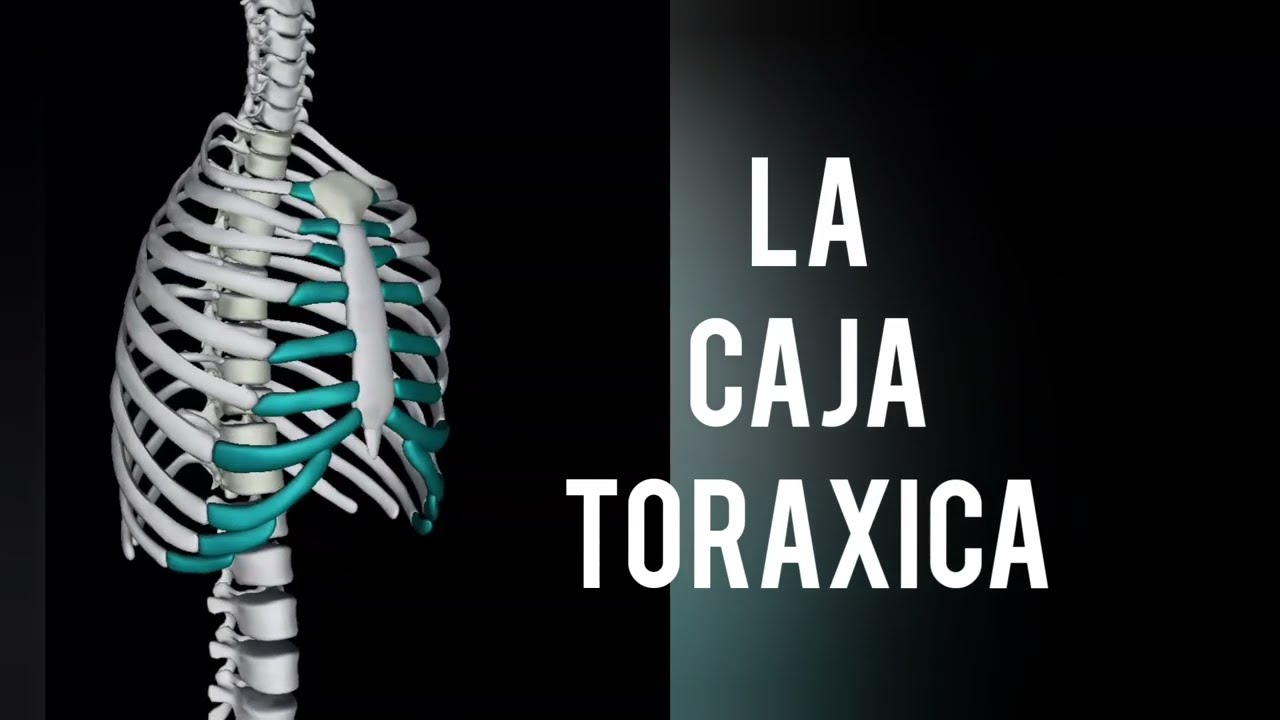 Huesos del tronco en 3D...La caja toraxica como no la habías visto ...