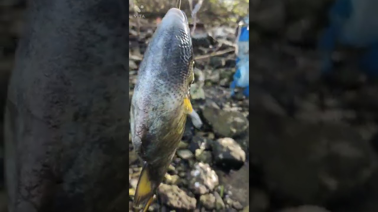 new huli isdang matigas ang balat pakol - YouTube