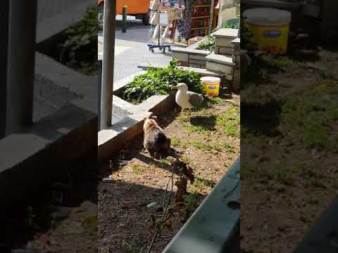 Cat vs Seagull - YouTube