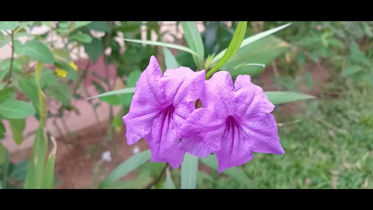 Beautiful flowers - YouTube