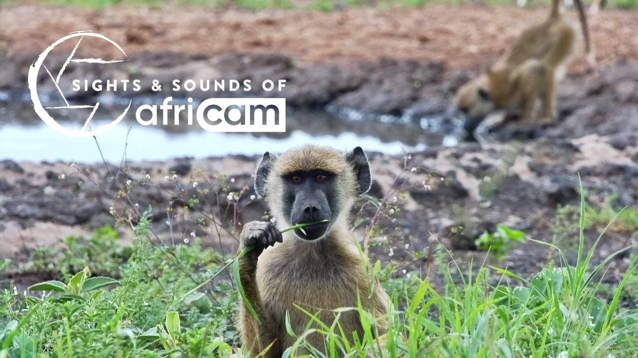 Elephants & Antelope - Sights & Sounds Of Africam - YouTube