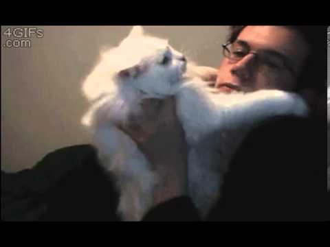 Kedi Duygusallığı İçten Bağlılığı Güzel- Sentiment cat