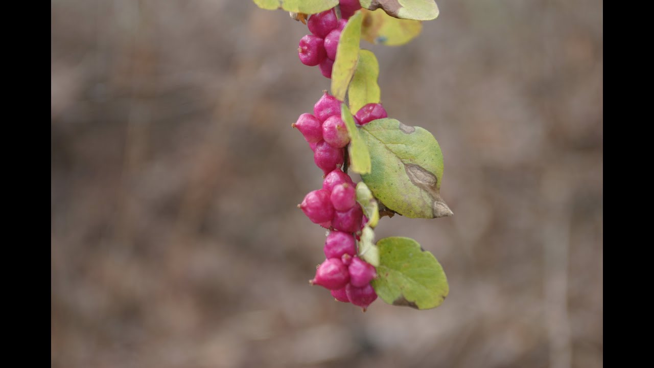 Symphoricarpos Orbiculatus Flower