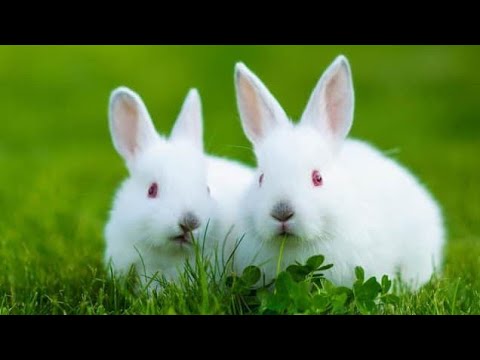 Genetic Engineering : Glow-In-The-Dark Rabbits - YouTube