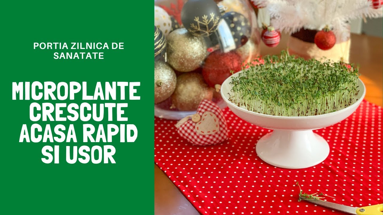 VLOGMAS 4 **Cum sa cresti rapid si usor microplante in casa-Microgreens ...