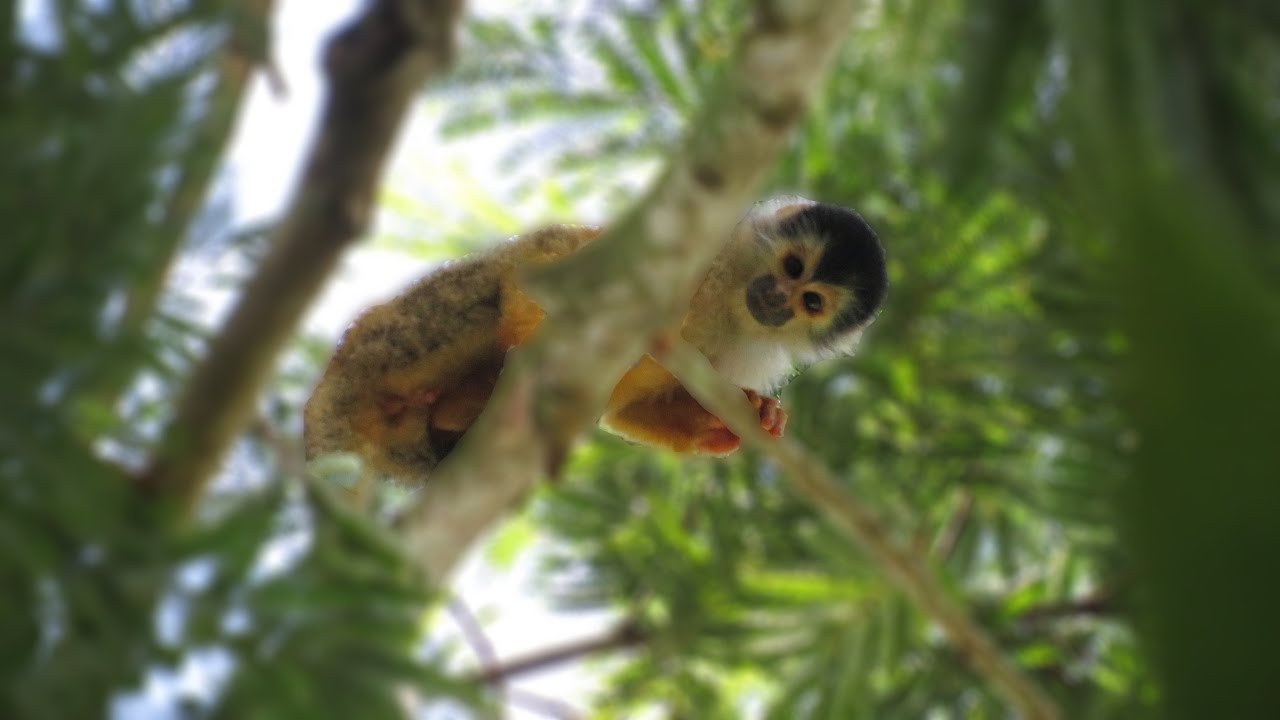 Running into some Central American Squirrel Monkeys - YouTube