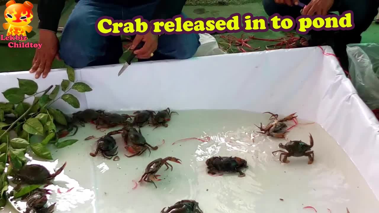 Crab released in to Pond - YouTube