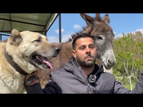 BEDEL ÖDENDİ ! HAYVANLAR BENİM GERÇEK DOSTLARIM ~ EREN AÇIL BELGESEL 4K