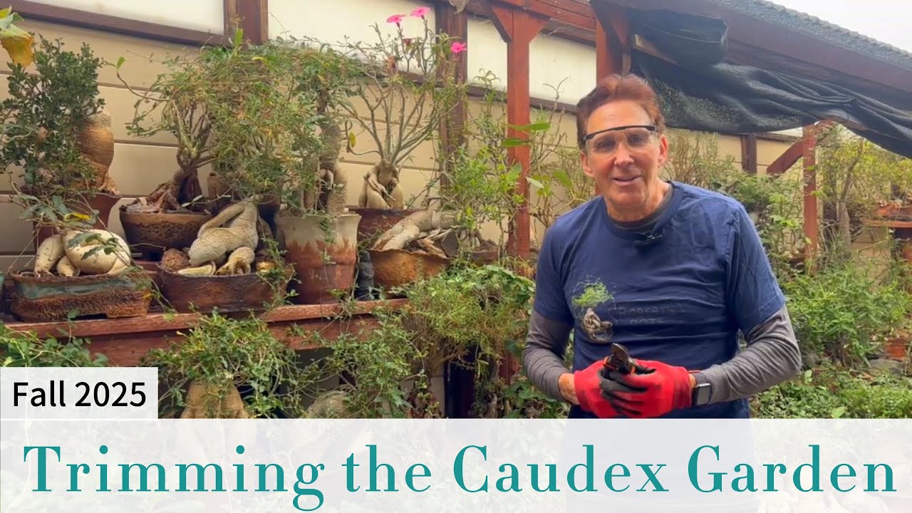 Trim the Caudex Garden with us! Fall 2025 - Trimming the vines before ...