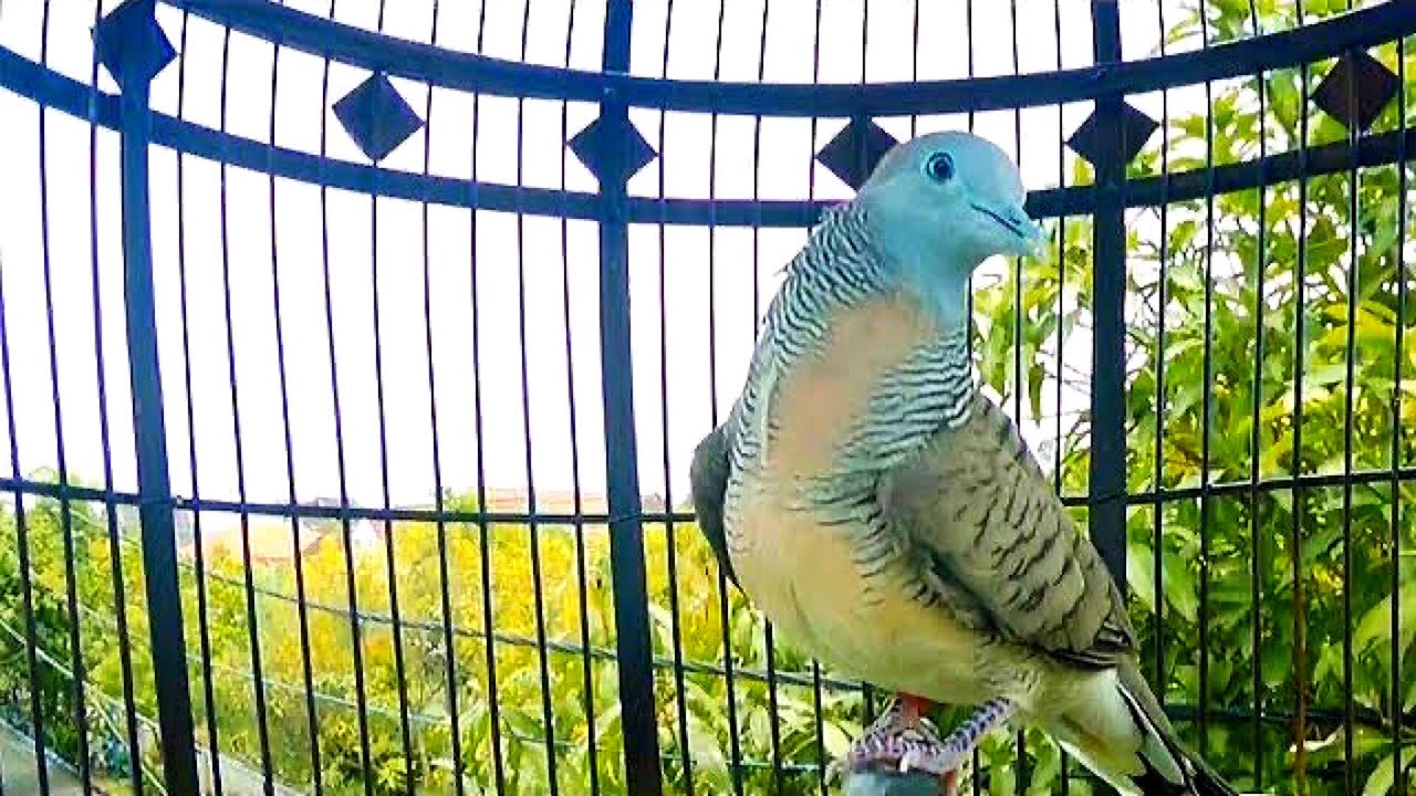 Perkutut lokal gacor ini best buat pancingan bunyi perkutut anda (SuPL ...