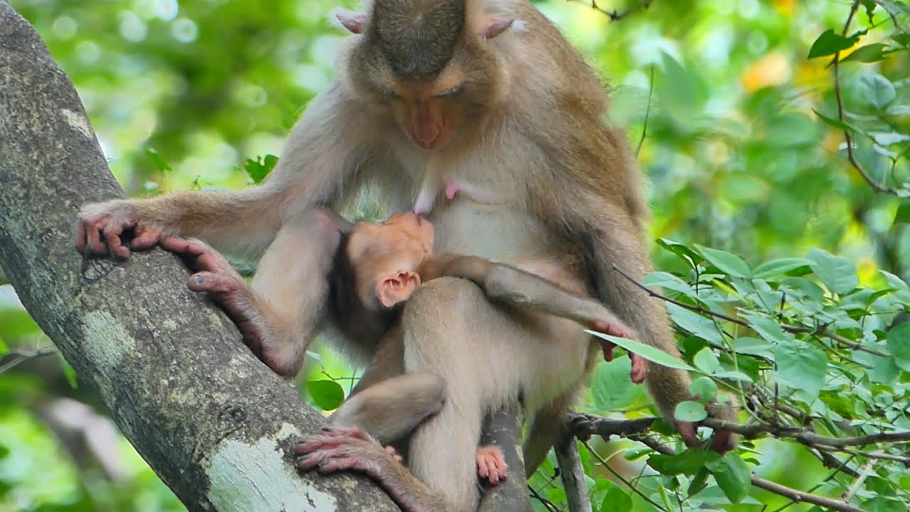 Adorable Young Mama Monkey give milk Baby so lovely on the tree - YouTube