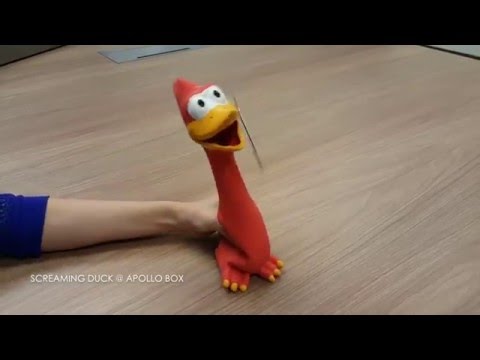Screaming Duck Toy for Pets @ Apollo Box - YouTube