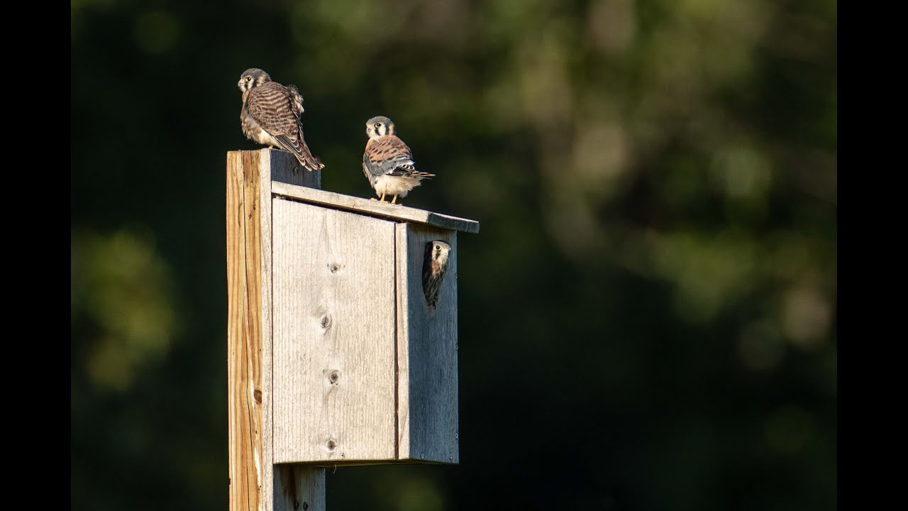 American Kestrel Nest Box - YouTube